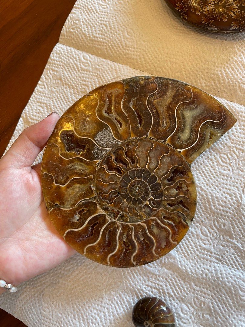 Feng shui shell stone for wealthy, Furniture & Home Living, Home Decor ...