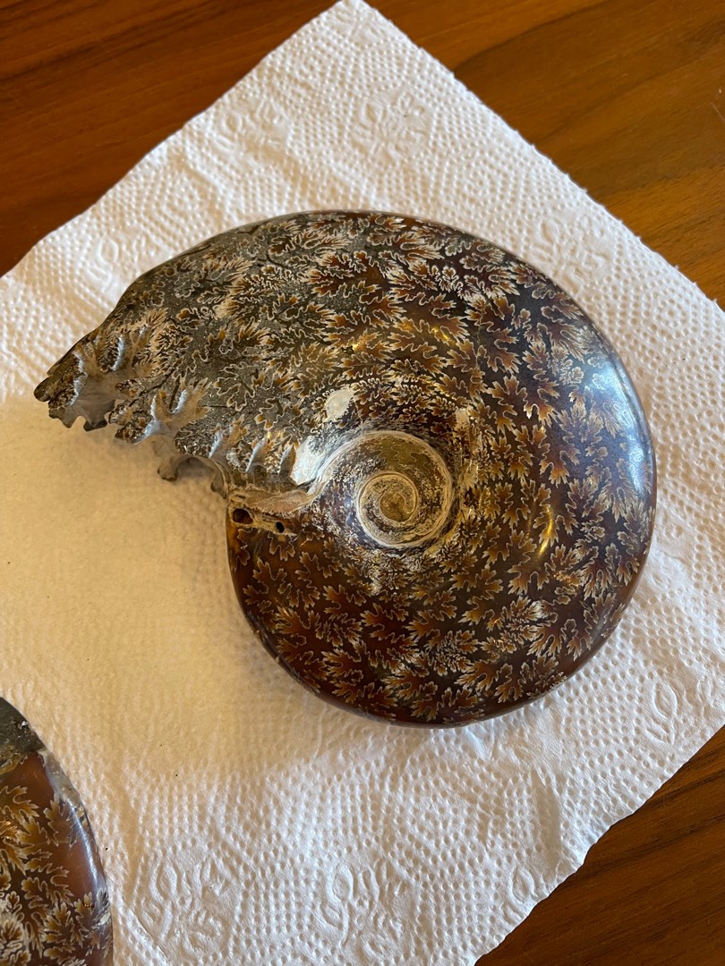 Feng shui shell stone for wealthy, Furniture & Home Living, Home Decor ...