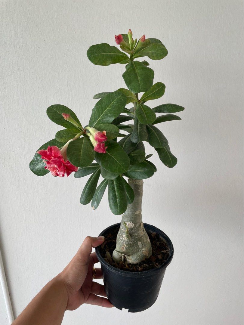Fu gui hua! Desert rose!, Furniture & Home Living, Gardening, Plants ...