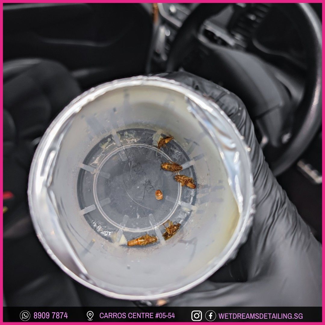 Fumigation | Cockroach | Interior Grooming | Anti-Pest | Leather ...