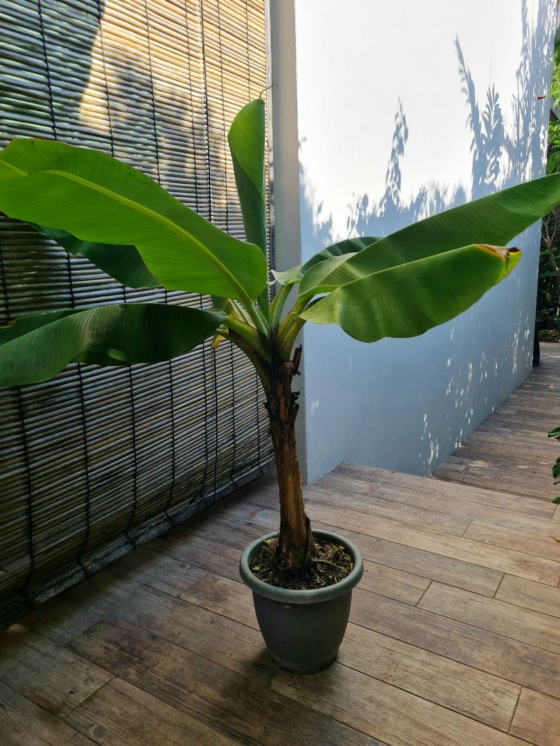 Miniature banana plant - Miniature Pisang, Furniture & Home Living ...