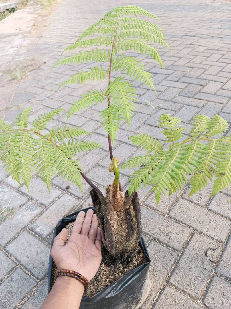 Monkey Tail Fern Delight, Furniture & Home Living, Gardening, Plants ...