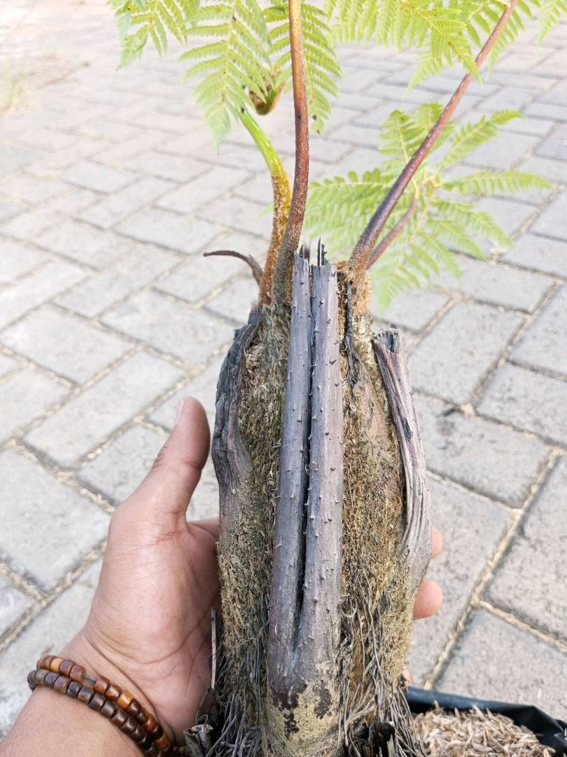 Monkey Tail Fern Delight, Furniture & Home Living, Gardening, Plants ...