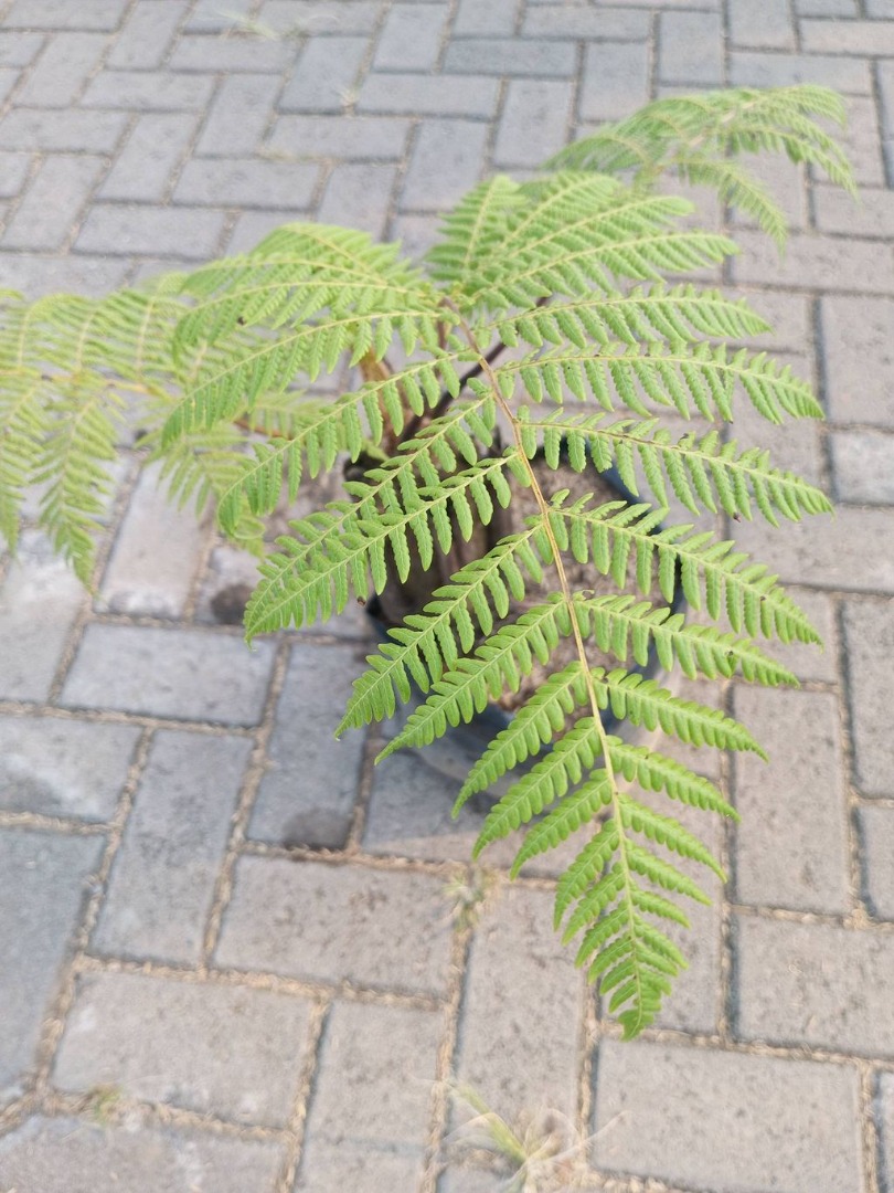 Monkey Tail Fern Delight, Furniture & Home Living, Gardening, Plants ...