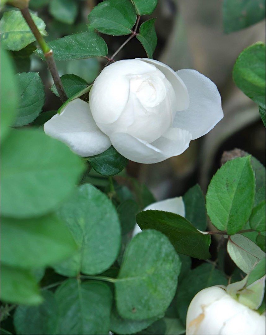 New roses plants are coming soon!, Furniture & Home Living, Gardening ...