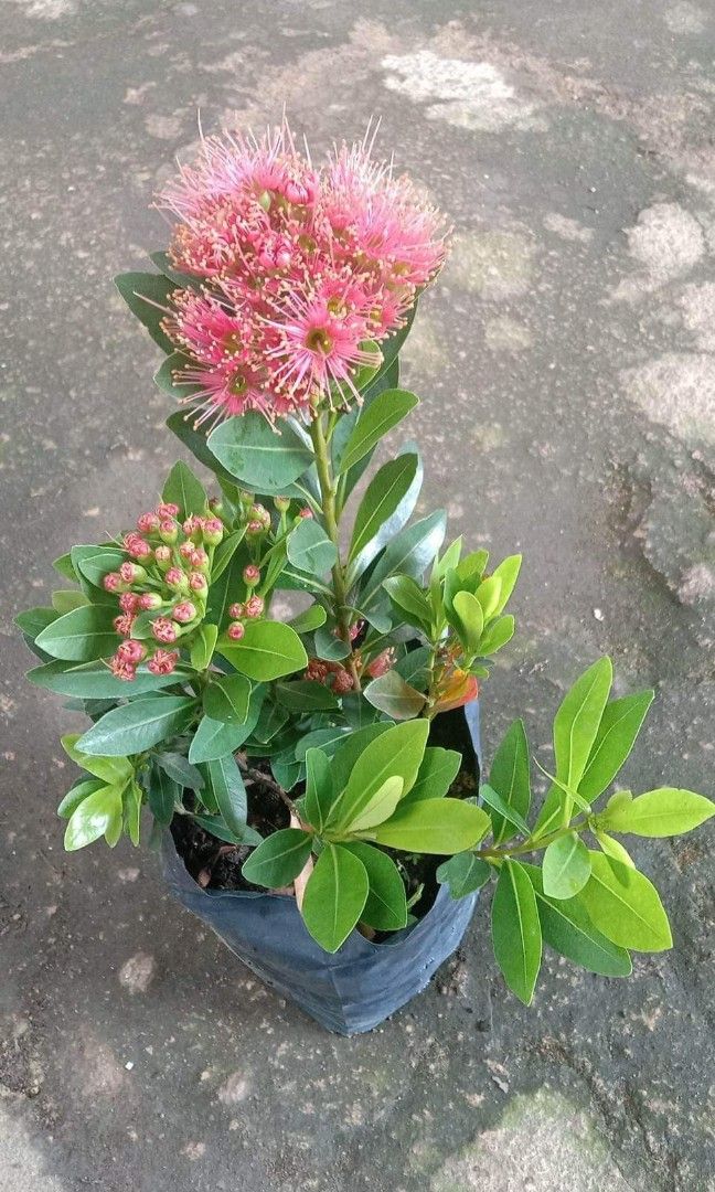 Pokok bunga Pink penda Dwarf type, Furniture & Home Living, Gardening ...