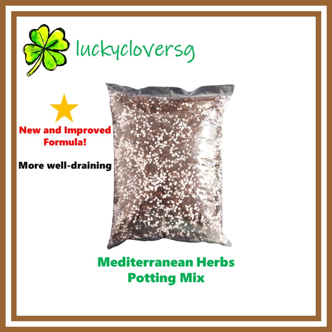 Rosemary Potting Mix - Mediterranean Herbs, Furniture & Home Living ...