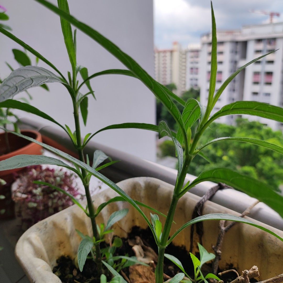 Ruellia Simplex | Mexican Petunia | Flowering plant, Furniture & Home ...