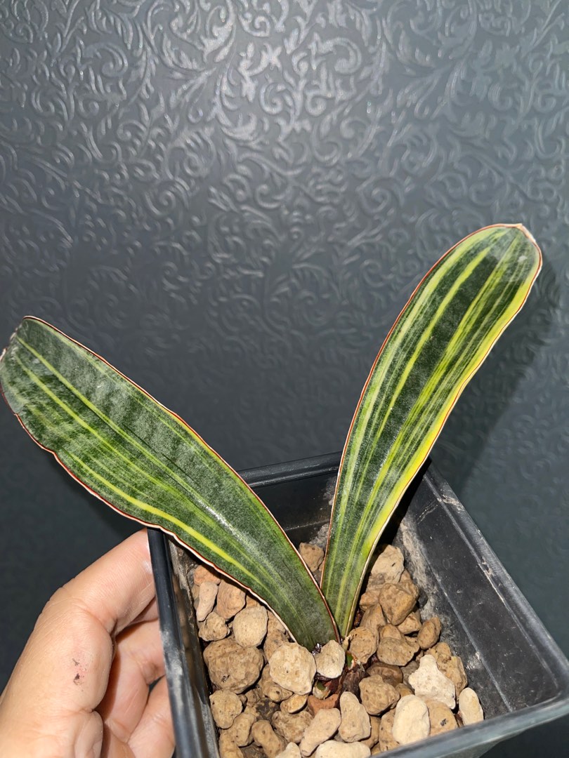 Sansevieria Superpink bat variegated, Furniture & Home Living ...