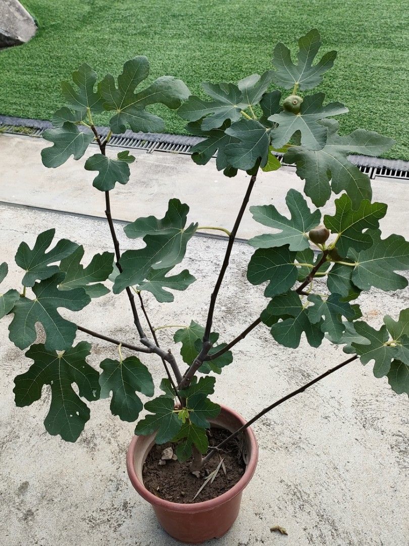 Taiwan Sweet red Fig, Furniture & Home Living, Gardening, Plants ...