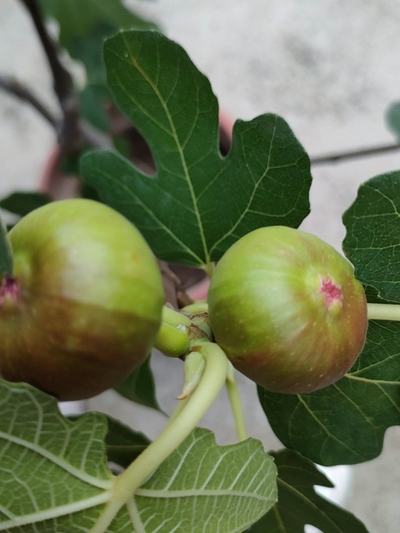 Taiwan Sweet red Fig, Furniture & Home Living, Gardening, Plants ...