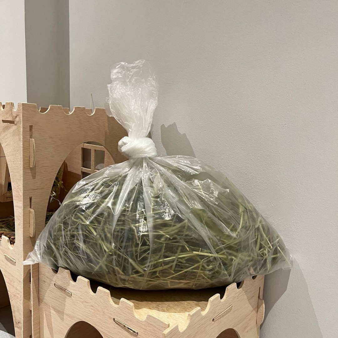 Timothy Hay (Fresh and sweet smelling) (from shopee) - 100g Sample bag ...