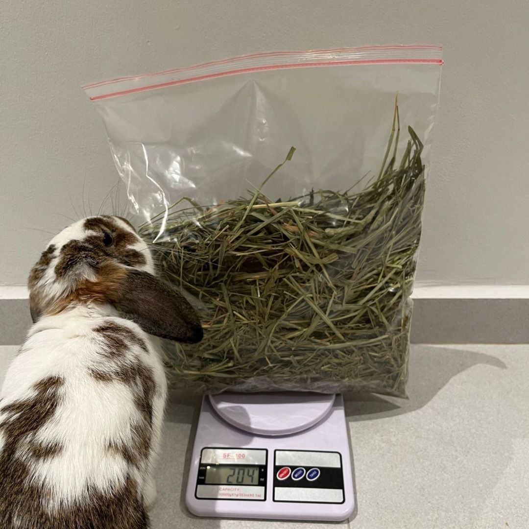 Timothy Hay (Fresh and sweet smelling) (from shopee) - 100g Sample bag ...