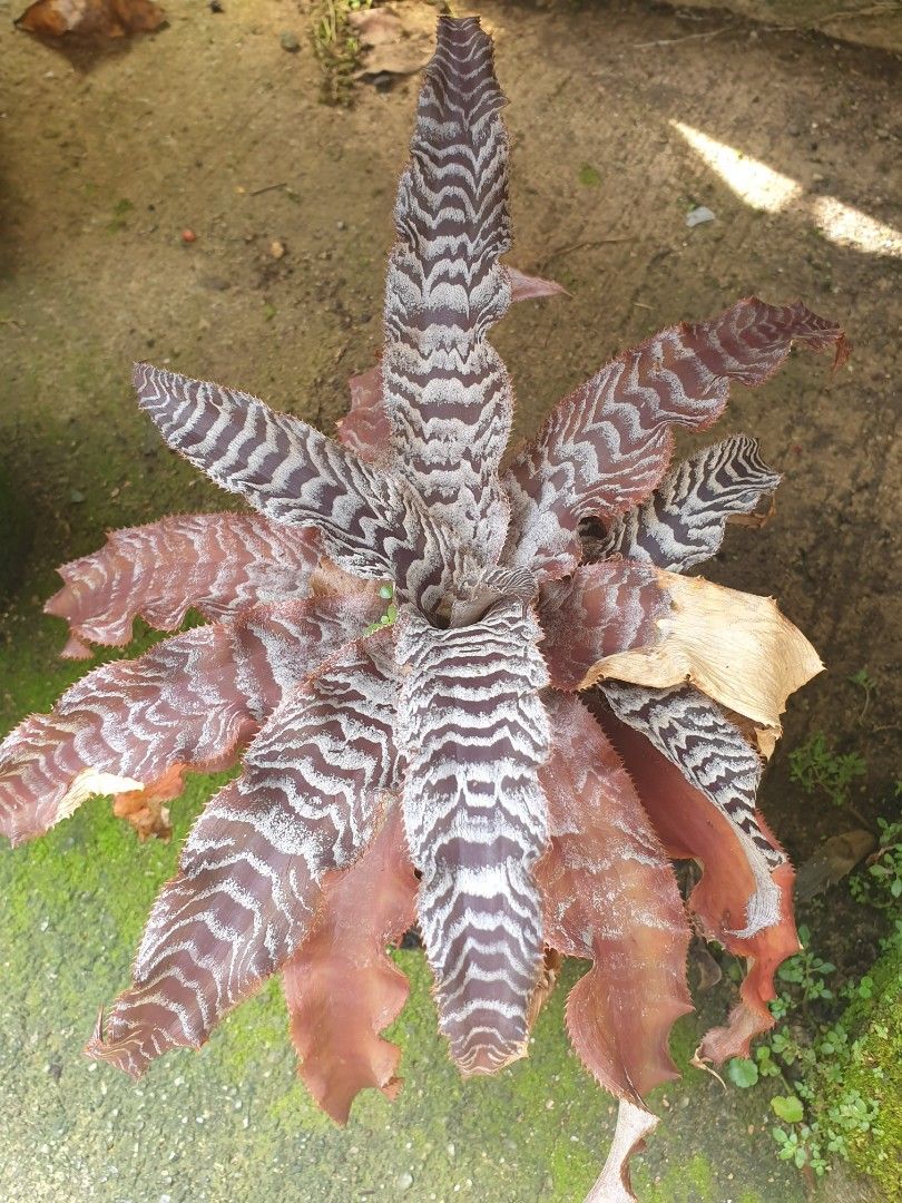 Cryptanthus zonatus earth star zebra plant, Furniture & Home Living ...