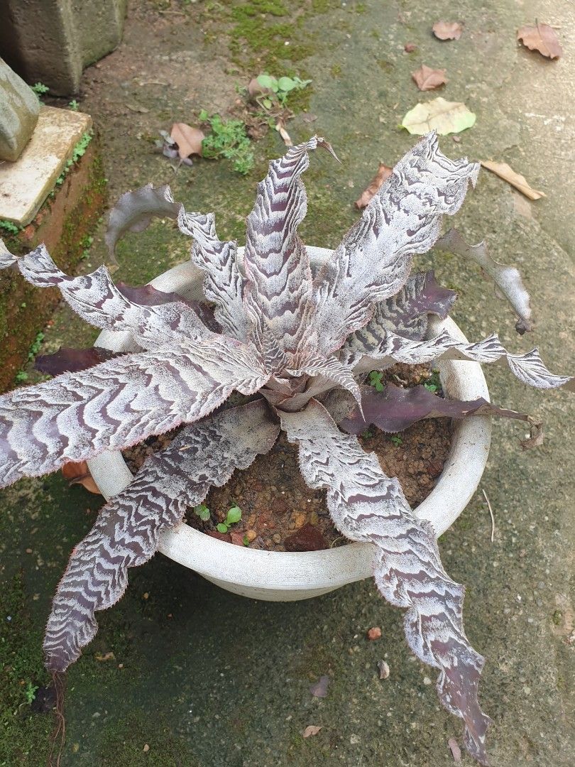Cryptanthus zonatus earth star zebra plant, Furniture & Home Living ...