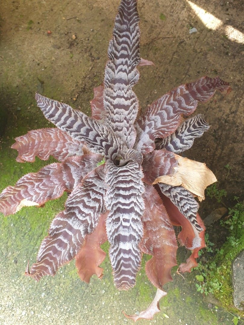 Cryptanthus zonatus earth star zebra plant, Furniture & Home Living ...