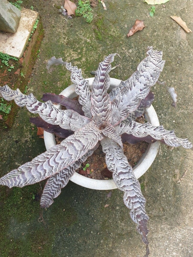 Cryptanthus zonatus earth star zebra plant, Furniture & Home Living ...
