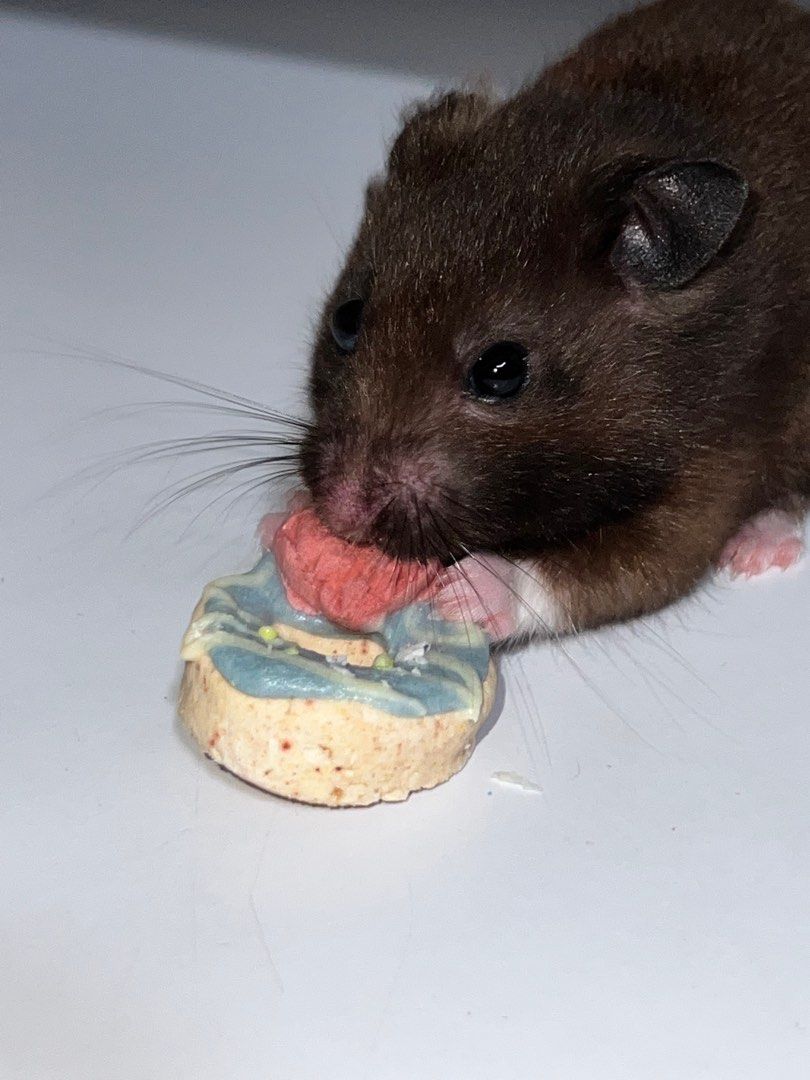 Donut hamster molar bites, Pet Supplies, Pet Food on Carousell