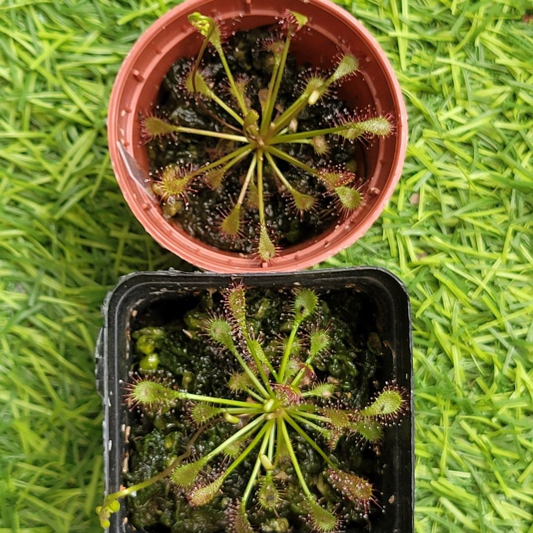 Drosera Intermedia Sundew, Furniture & Home Living, Gardening, Plants ...