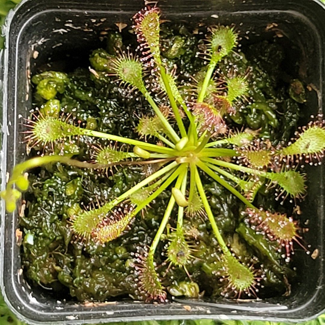 Drosera Intermedia Sundew, Furniture & Home Living, Gardening, Plants ...