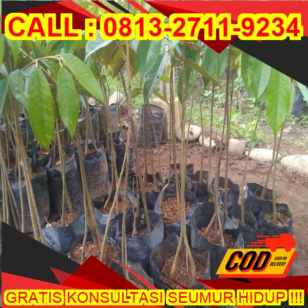 OPEN RESELLER ! H.Tovix CALL: 0813-2711-9234 Jual Pohon Durian Duri ...