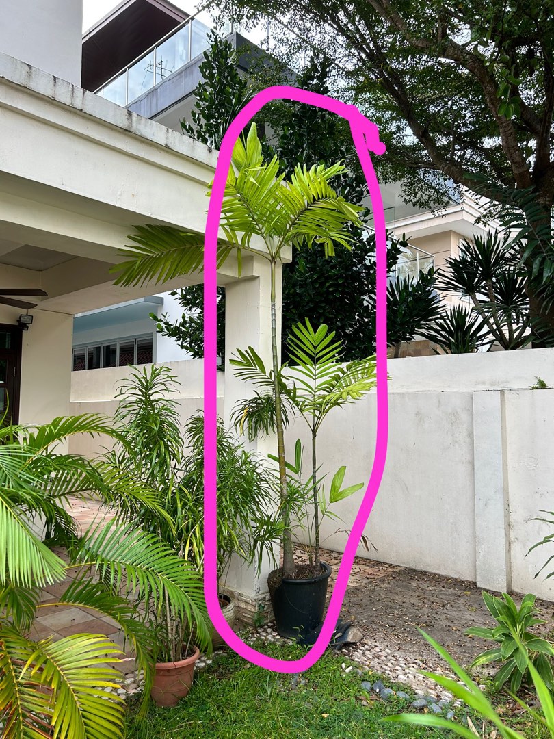 Plant, Furniture & Home Living, Gardening, Plants & Seeds on Carousell