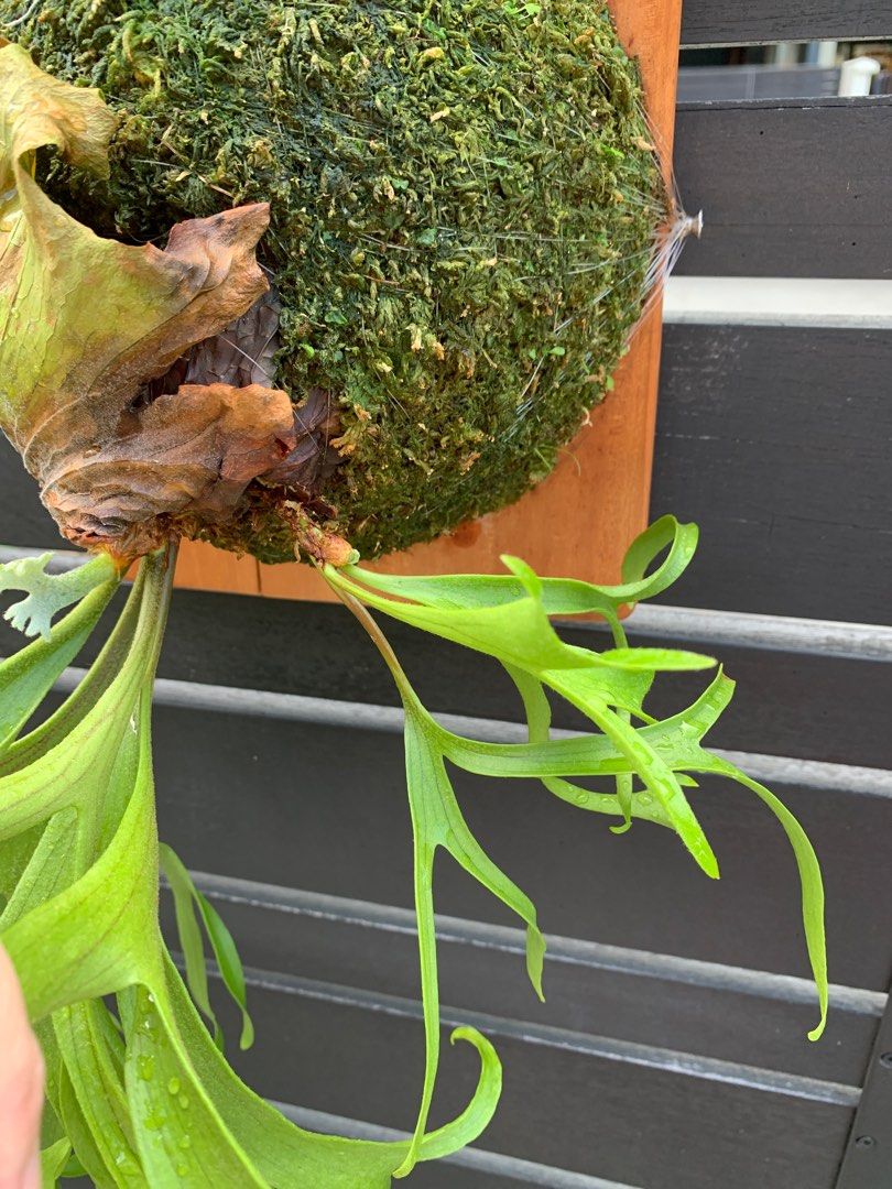 Platycerium Coronarium var Philippines staghorn, Furniture & Home ...