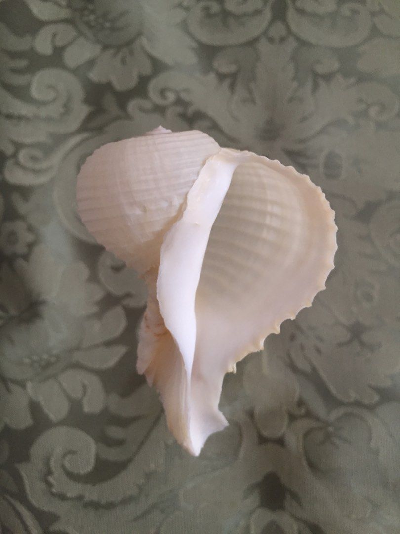 Seashell - Rapa rapa seashell, Hobbies & Toys, Memorabilia ...