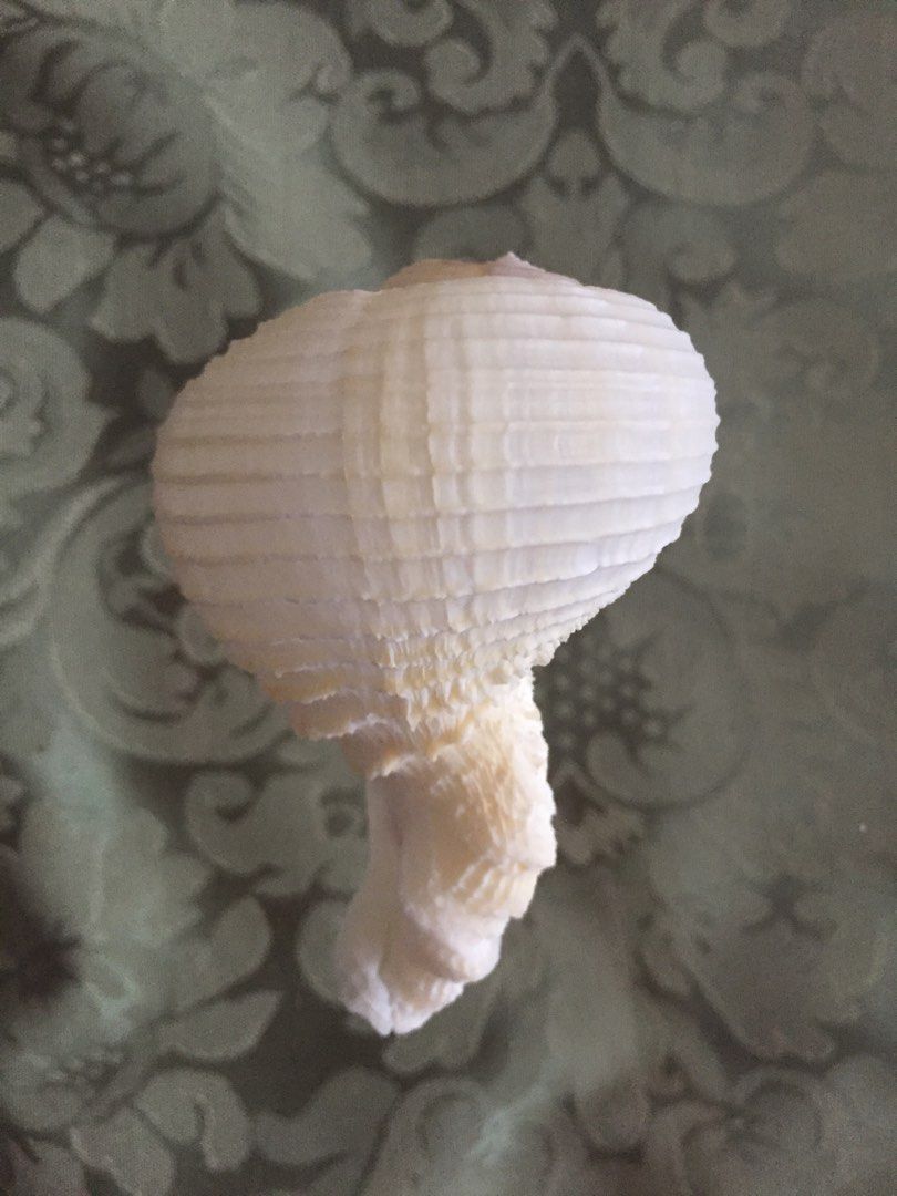 Seashell - Rapa rapa seashell, Hobbies & Toys, Memorabilia ...