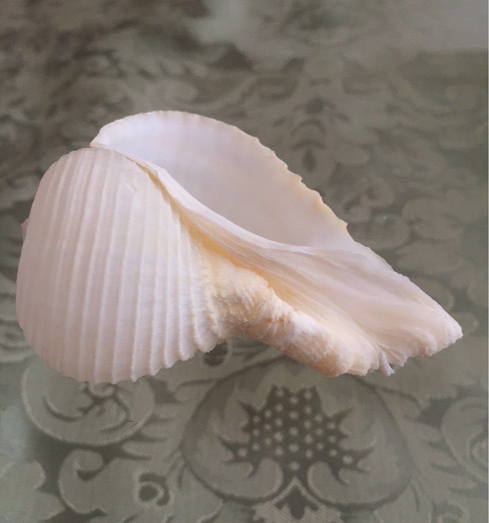 Seashell - Rapa rapa seashell, Hobbies & Toys, Memorabilia ...