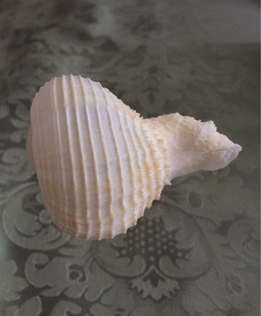 Seashell - Rapa rapa seashell, Hobbies & Toys, Memorabilia ...