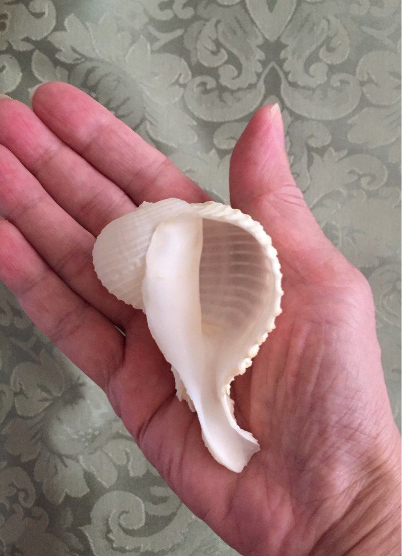 Seashell - Rapa rapa seashell, Hobbies & Toys, Memorabilia ...