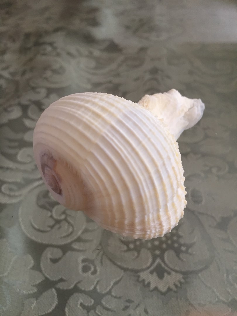 Seashell - Rapa rapa seashell, Hobbies & Toys, Memorabilia ...