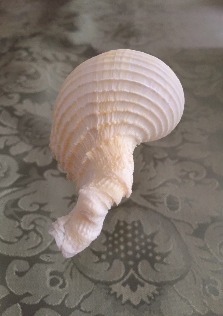 Seashell - Rapa rapa seashell, Hobbies & Toys, Memorabilia ...