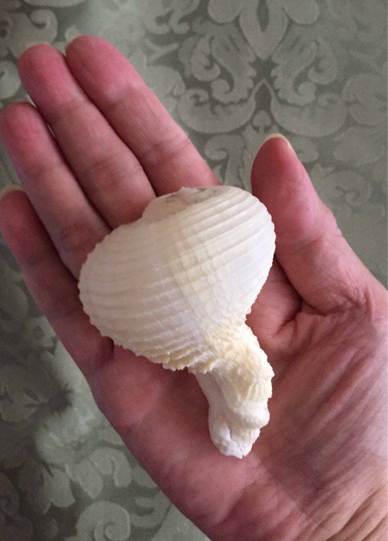 Seashell - Rapa rapa seashell, Hobbies & Toys, Memorabilia ...