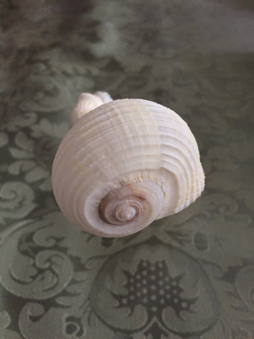 Seashell - Rapa rapa seashell, Hobbies & Toys, Memorabilia ...