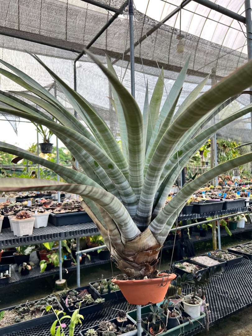 Tillandsia hildae, Furniture & Home Living, Gardening, Plants & Seeds ...