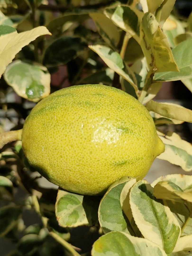 Variegated lemon, Furniture & Home Living, Gardening, Plants & Seeds on ...