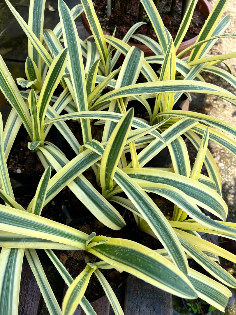 Variegated spider lily, Furniture & Home Living, Gardening, Plants ...