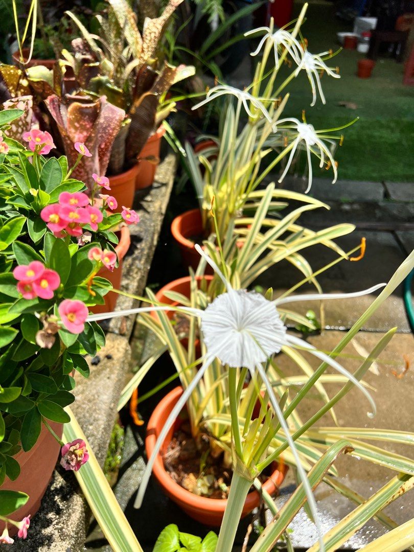 Variegated spider lily, Furniture & Home Living, Gardening, Plants ...