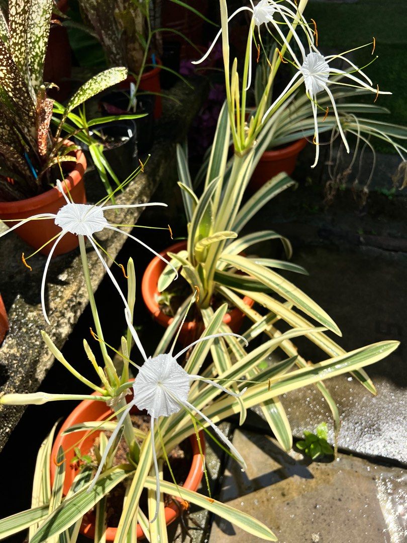 Variegated spider lily, Furniture & Home Living, Gardening, Plants ...