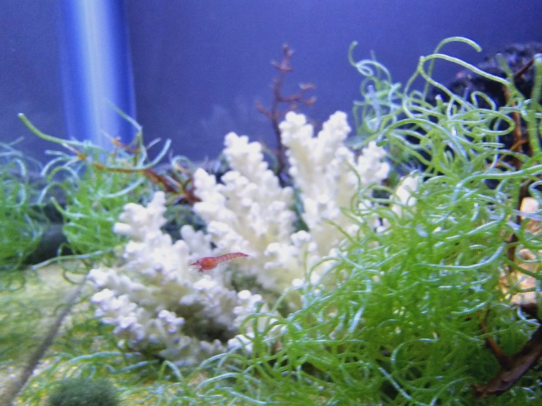 Wonder ecosphere shrimp , Pet Supplies, Pet Food on Carousell