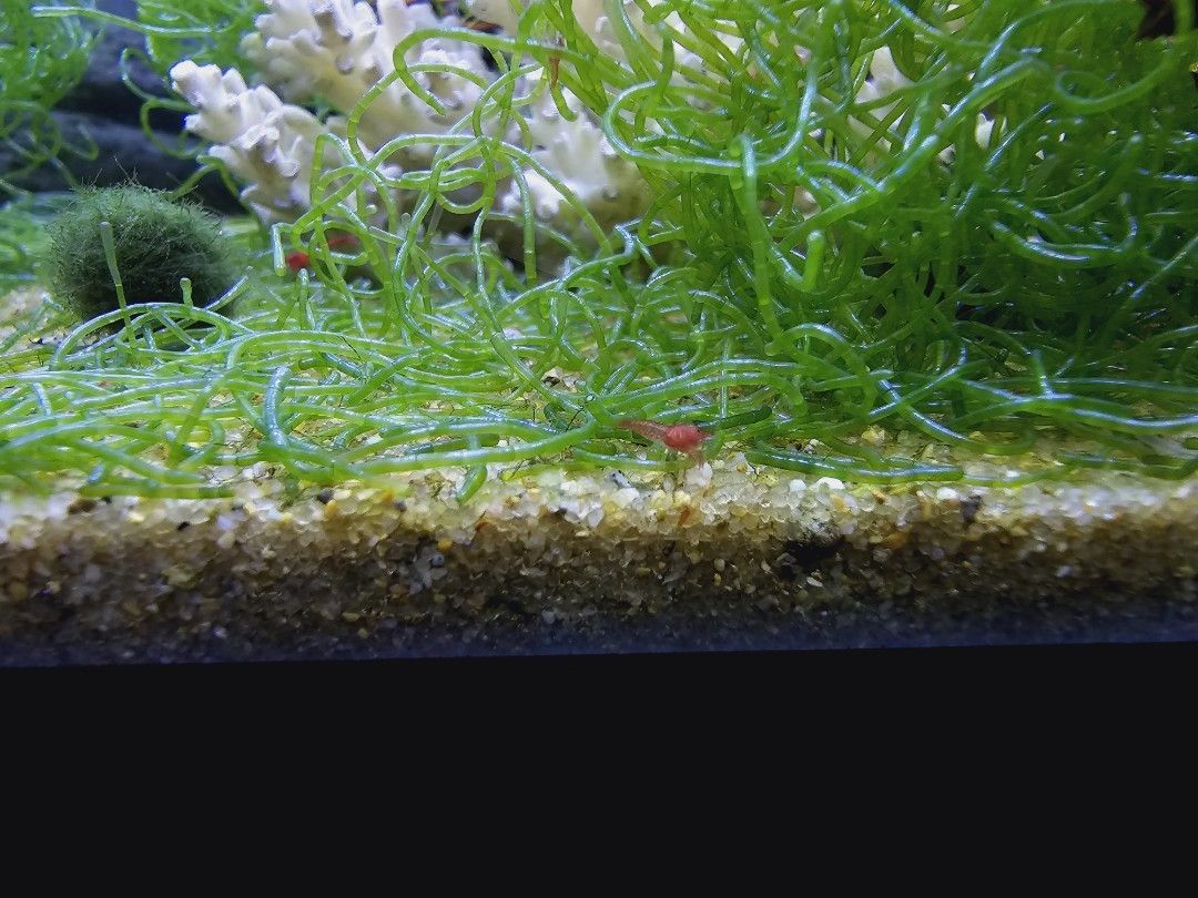 Wonder ecosphere shrimp , Pet Supplies, Pet Food on Carousell