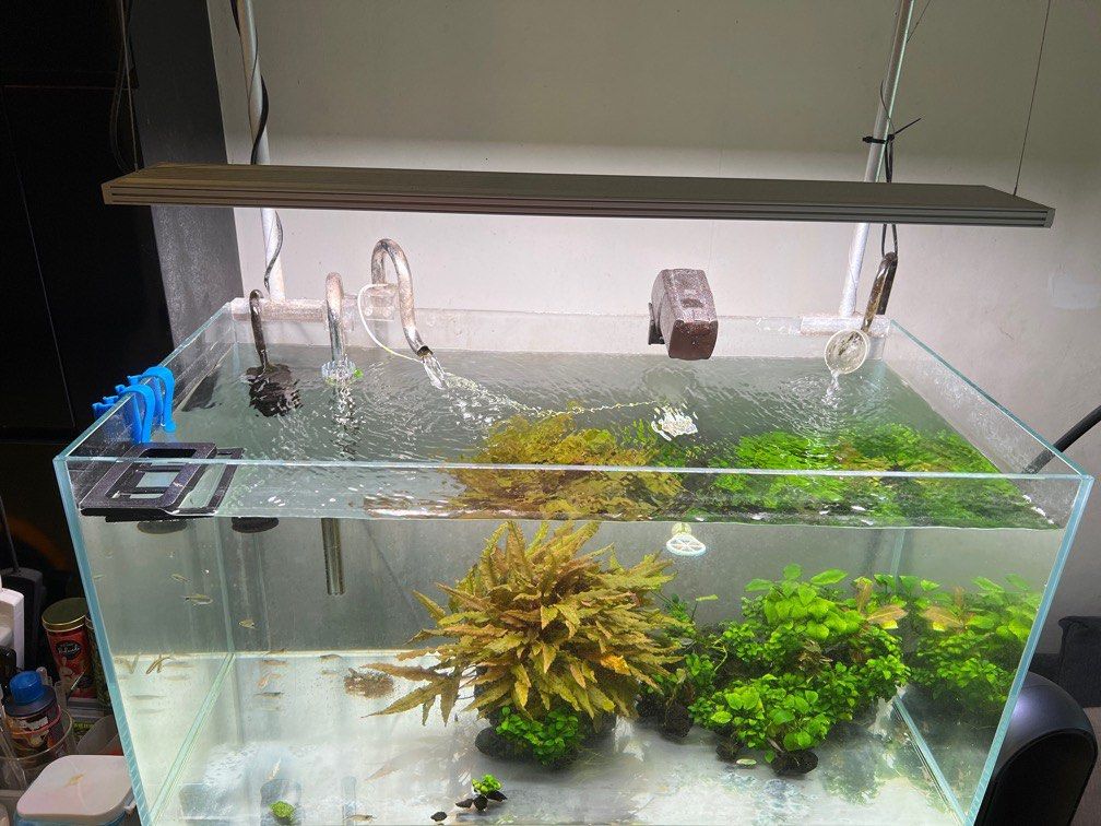 3ft Crystal tank (3ft x 1.5ft x 1.5ft), Pet Supplies, Homes & Other Pet ...
