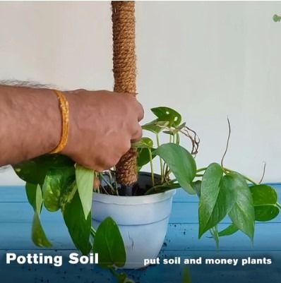 4 FEET PVC Coco Pole for Plant Trellis Support Plant Stakes Garden ...