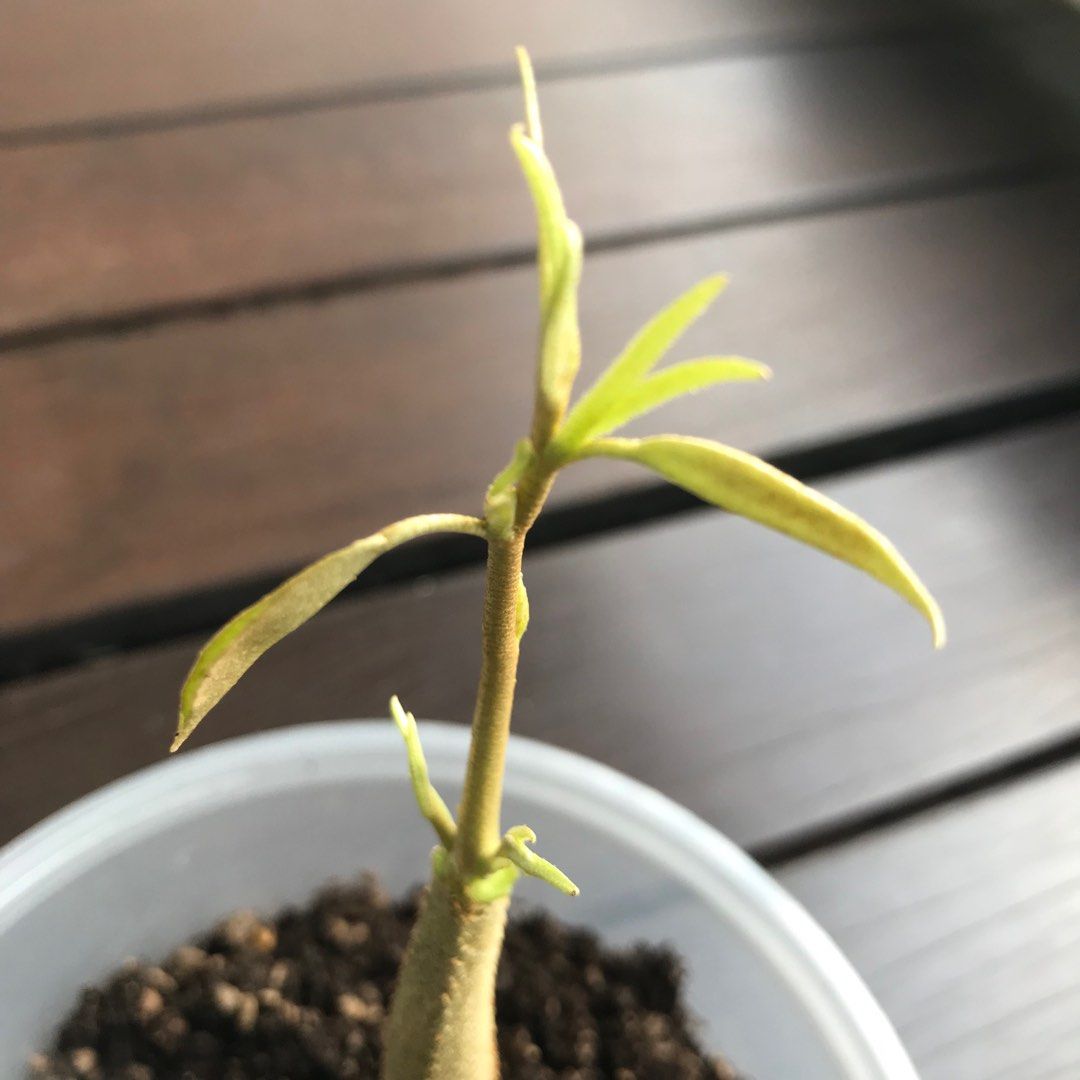 Sprouted Durian Seed, Furniture & Home Living, Gardening, Plants ...