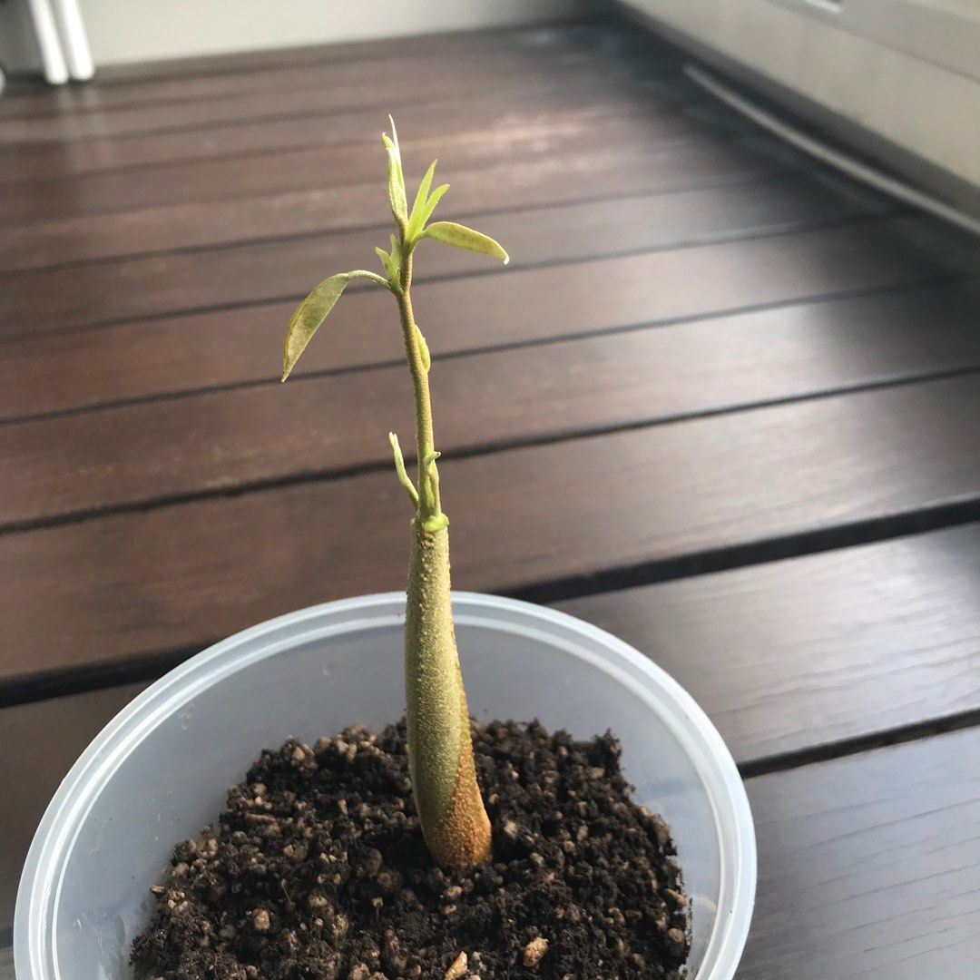 Sprouted Durian Seed, Furniture & Home Living, Gardening, Plants ...