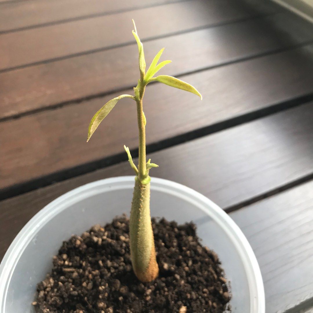 Sprouted Durian Seed, Furniture & Home Living, Gardening, Plants ...