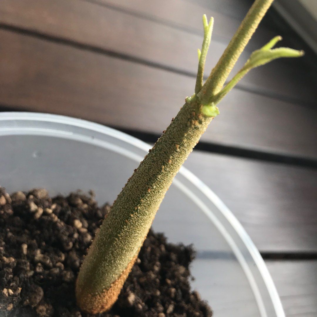 Sprouted Durian Seed, Furniture & Home Living, Gardening, Plants ...