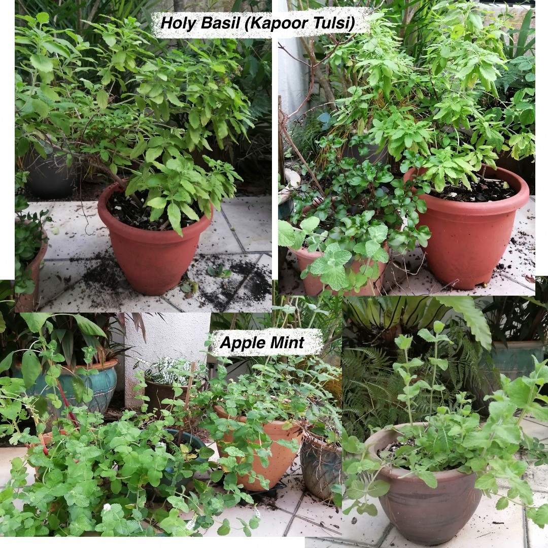 GARDEN SALE - every pot big or small with a healthy plant $5; empty ...
